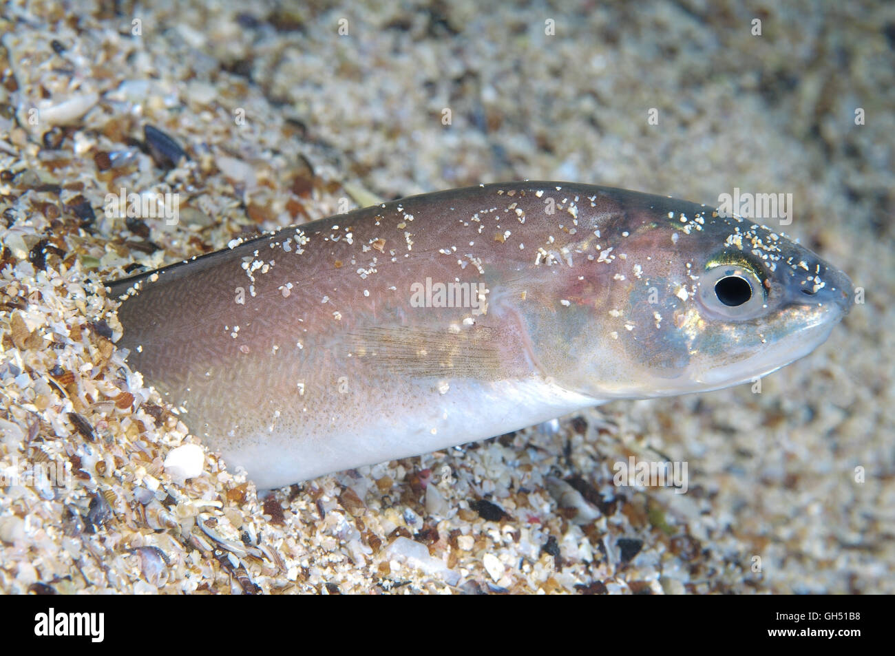 Ophidion rochei hi-res stock photography and images - Alamy