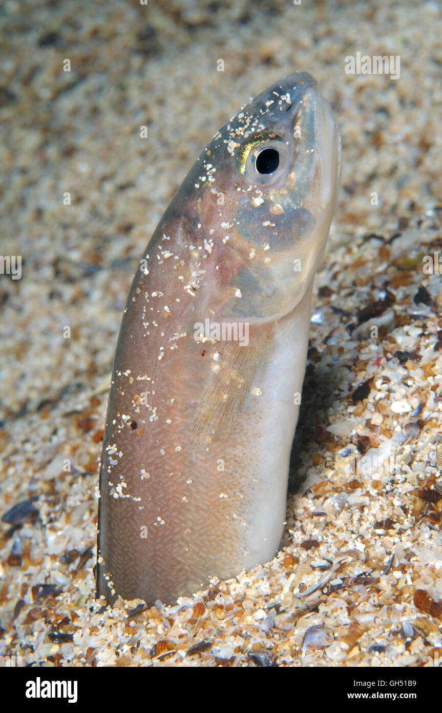 Sandy fish hi-res stock photography and images - Alamy