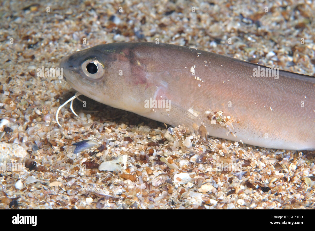 Roche's snake blenny (Ophidion rochei) masked burrowing in the sandy ...