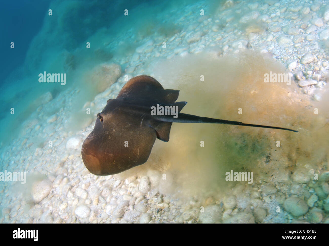 Common skate fish hi-res stock photography and images - Alamy