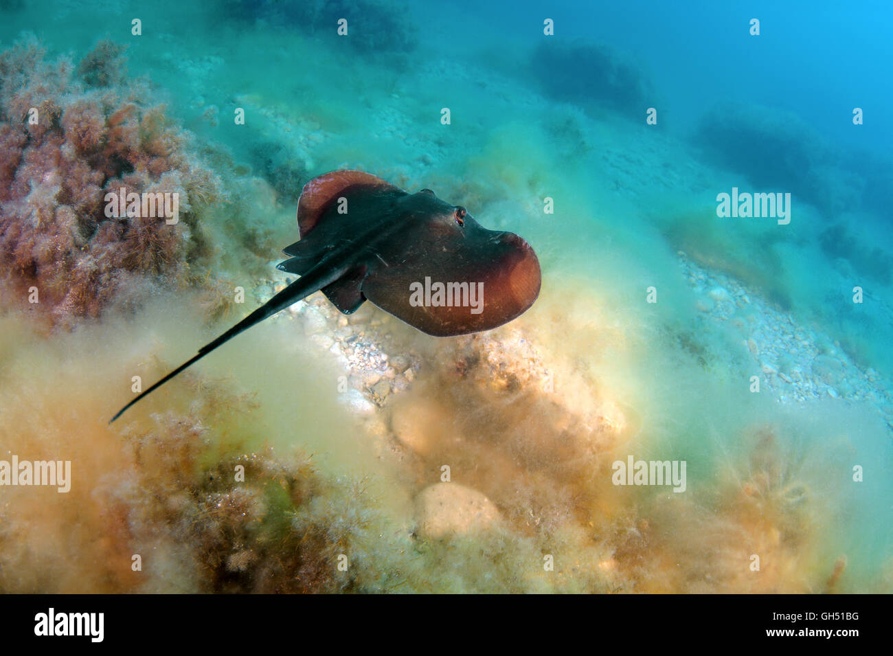 Common stingray, Blue stingray or Marbled stingray (Dasyatis pastinaca ...