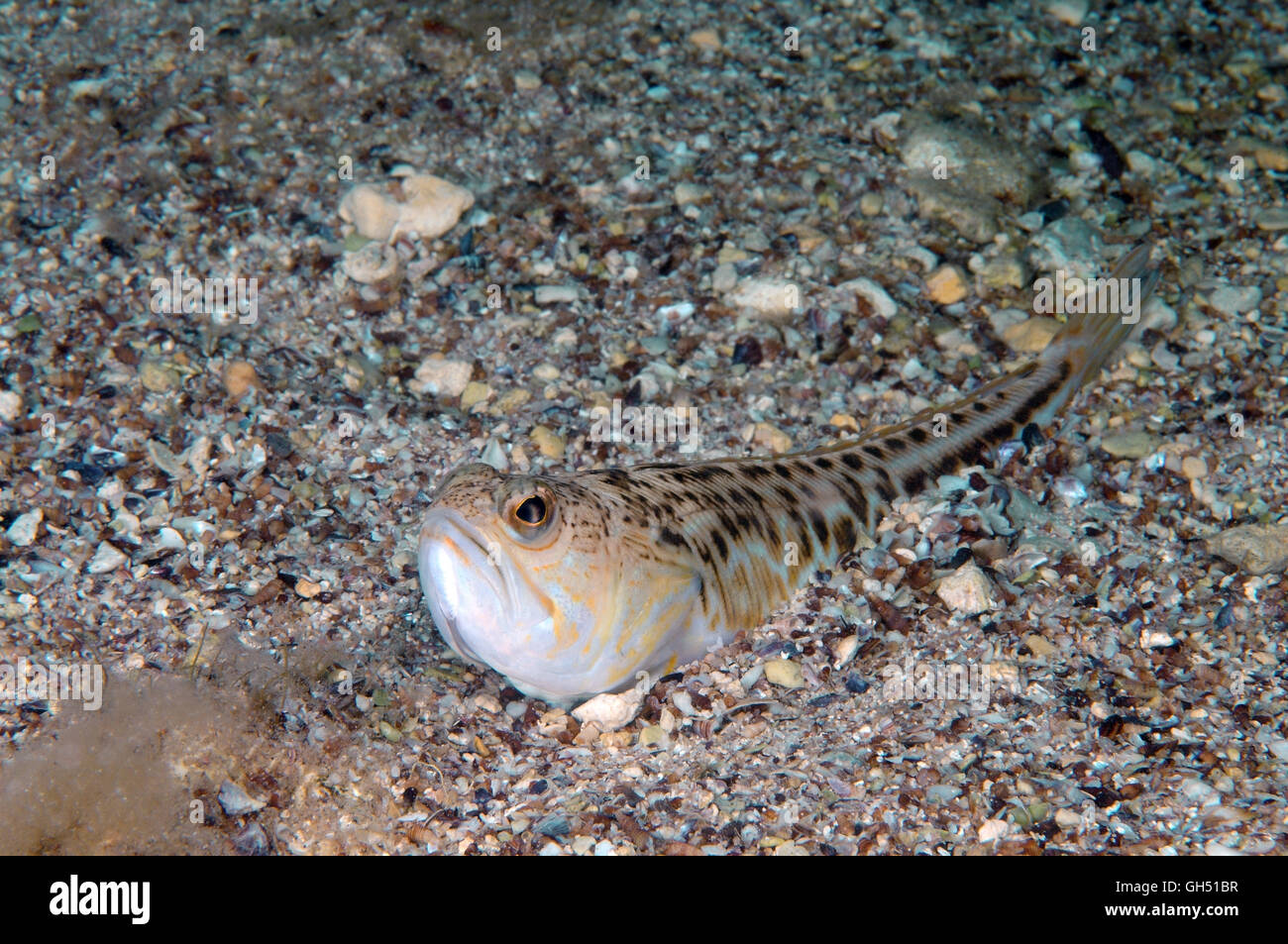 Greater weever (Trachinus draco) lies on sandy bottom Stock Photo - Alamy