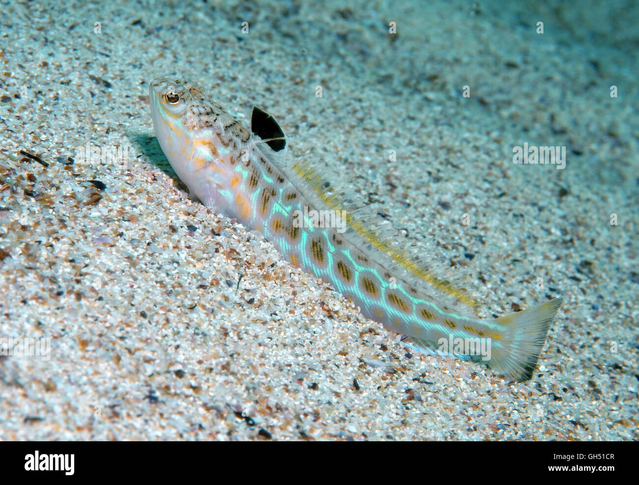 Greater weever (Trachinus draco) lies on sandy bottom Stock Photo - Alamy