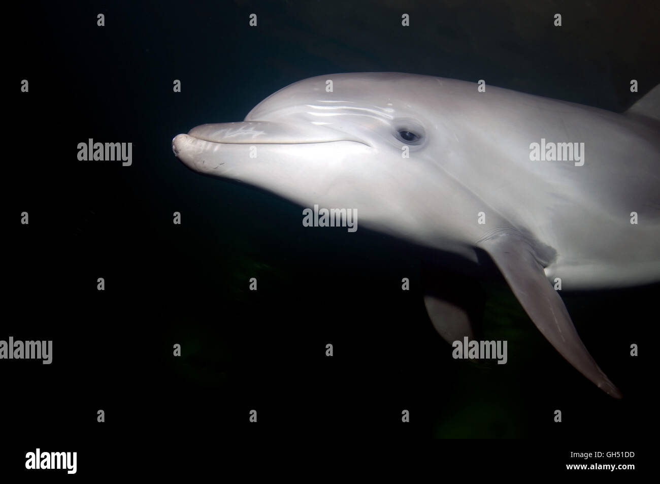 Portrait of the Common bottlenose dolphin, Atlantic bottlenose dolphin ... Portrait of the Common bottlenose dolphin, Atlantic bottlenose dolphin ...