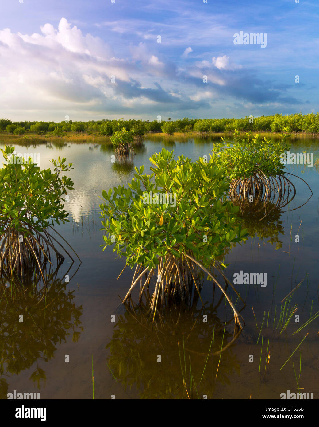 Everglades national park mangroves hi-res stock photography and images ...