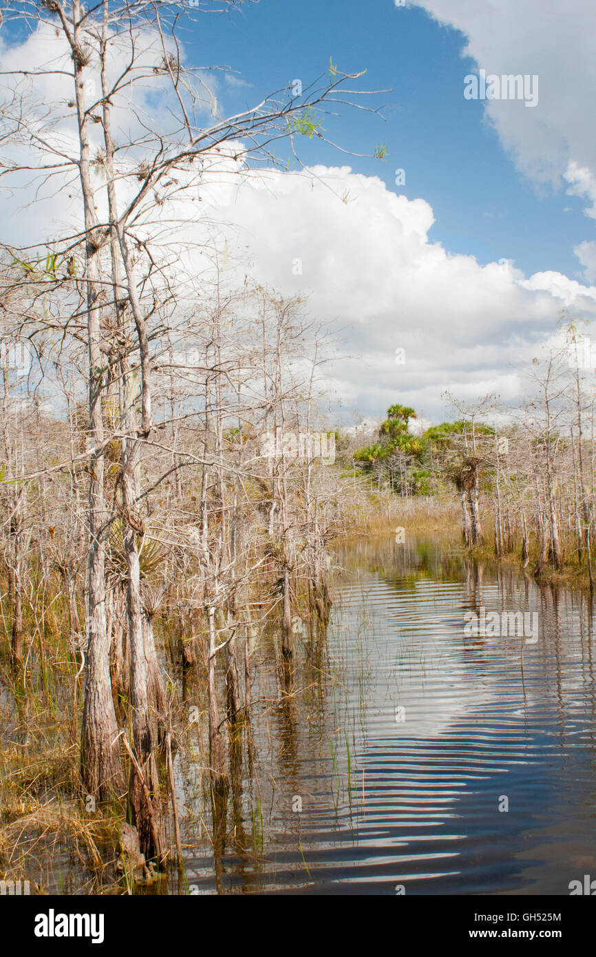 Hike through swamp hi-res stock photography and images - Alamy
