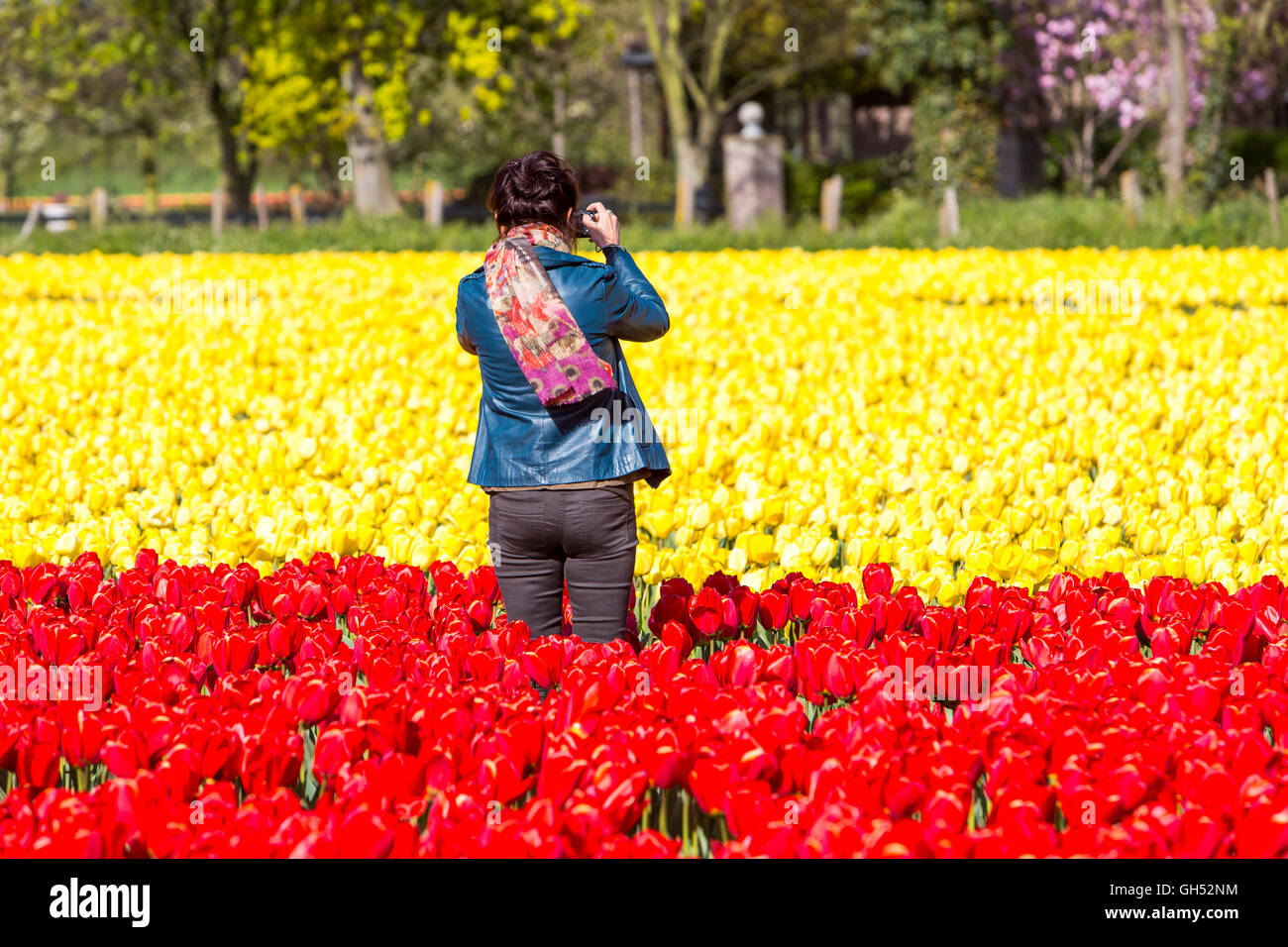 Many tulips on a field, flower bed, farming of flowers, growing area in ...