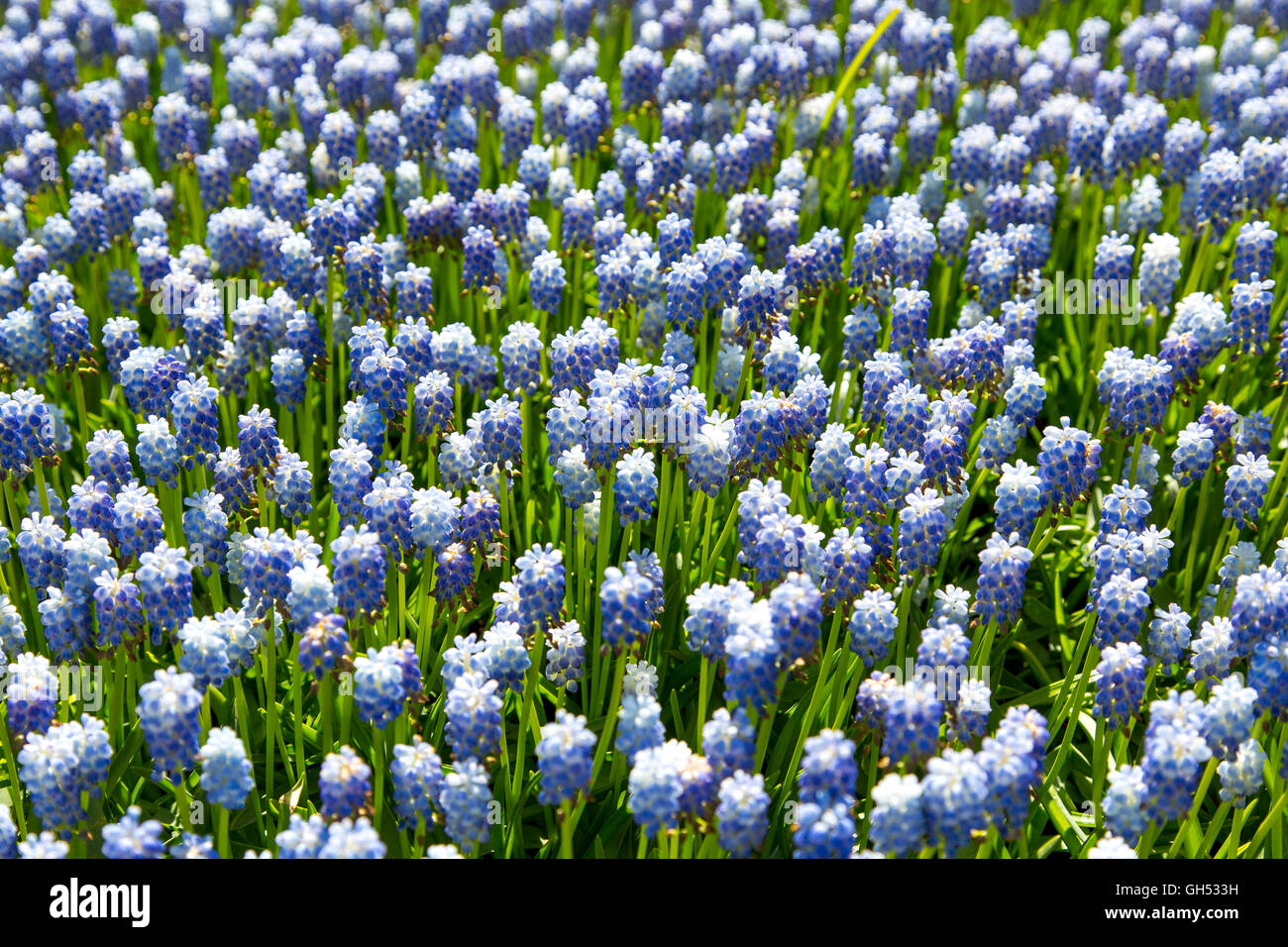many grape hyacinths, on a field in the Netherlands, growing areas near ...