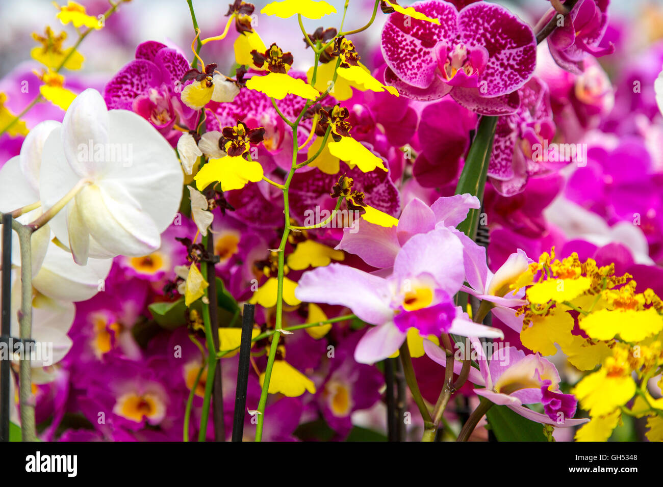 Lily plant, flower, lily family Liliaceae Stock Photo - Alamy