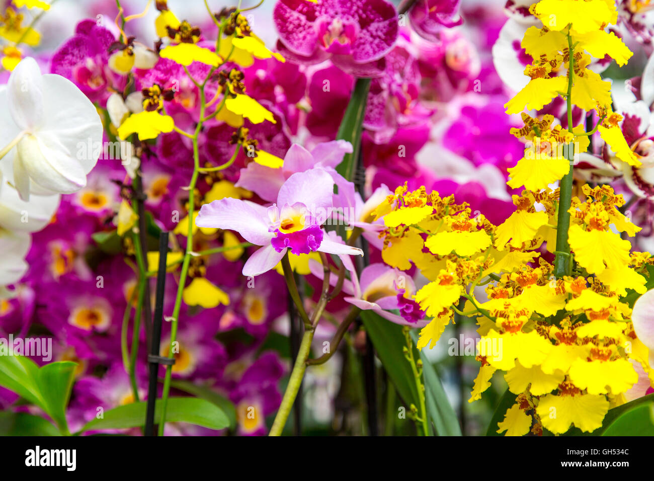 Lily family hi-res stock photography and images - Alamy