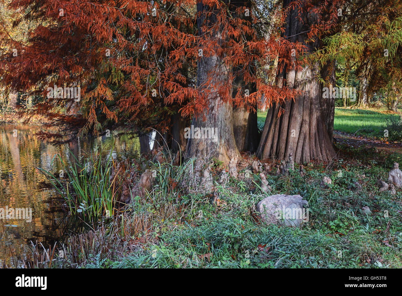 The roots of the tree at its foot Stock Photo - Alamy