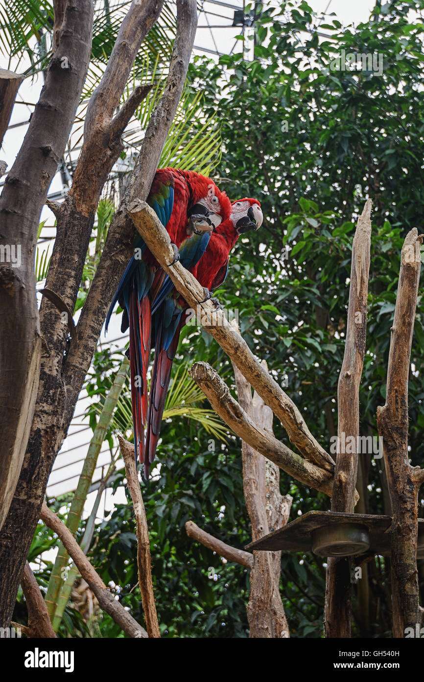 Scarlet macaw in zoo hi-res stock photography and images - Alamy