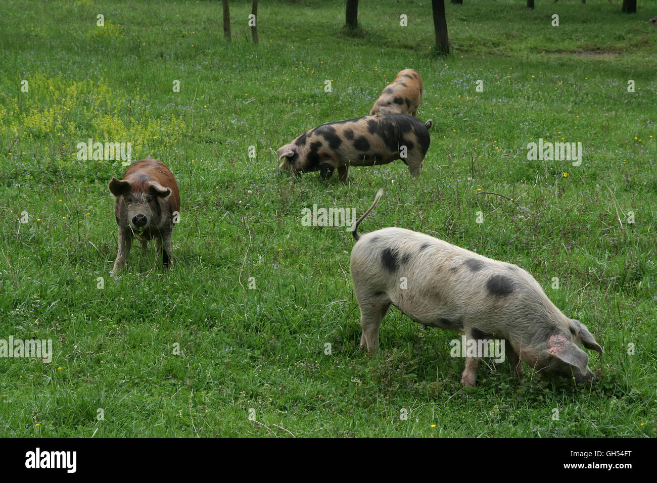 Pigs on the meadow. Pigs grazing on the meadow Stock Photo - Alamy
