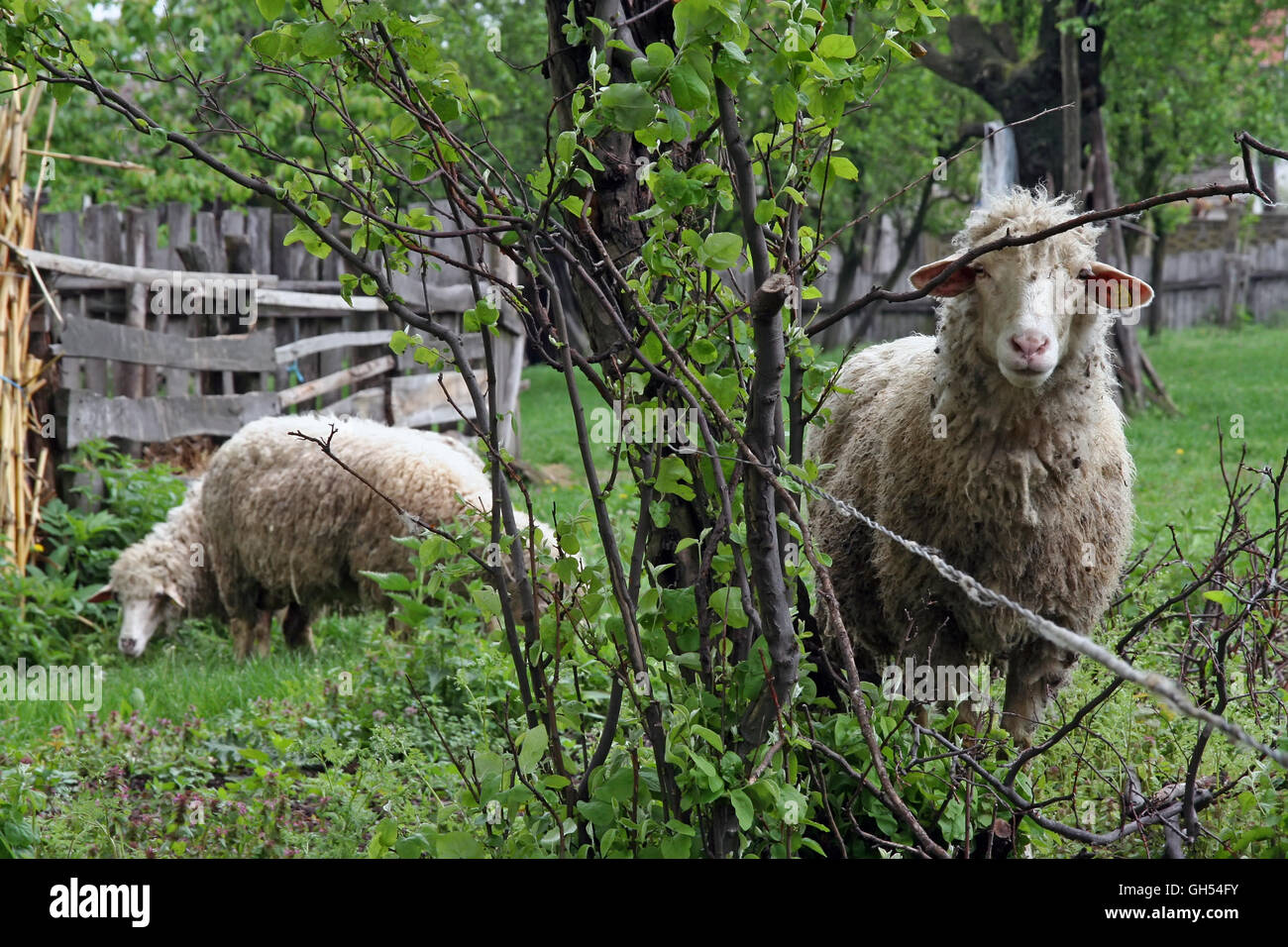 Sheep grazing grass hi-res stock photography and images - Alamy