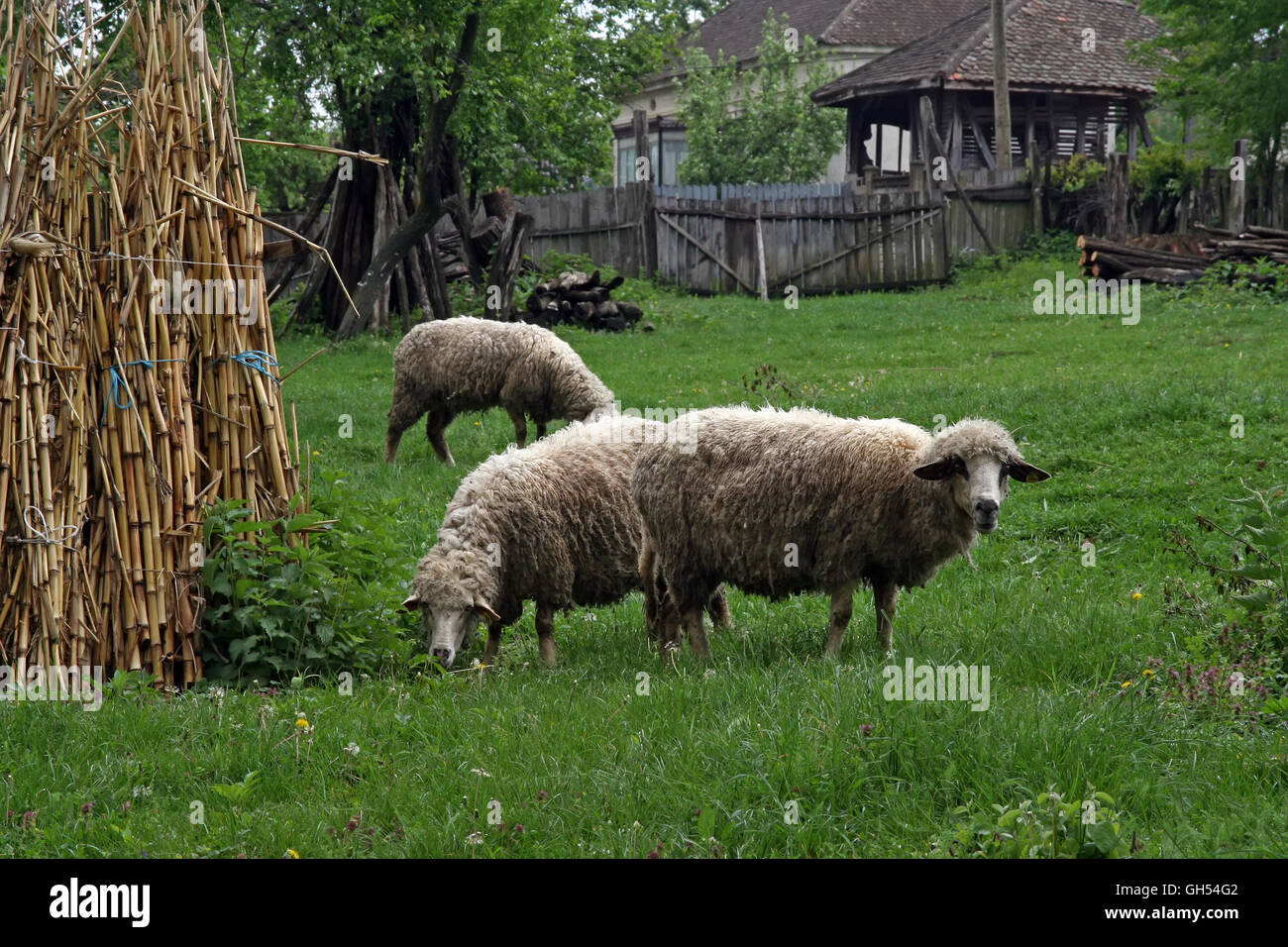 Sheep grazing grass. Sheep grazing Stock Photo - Alamy