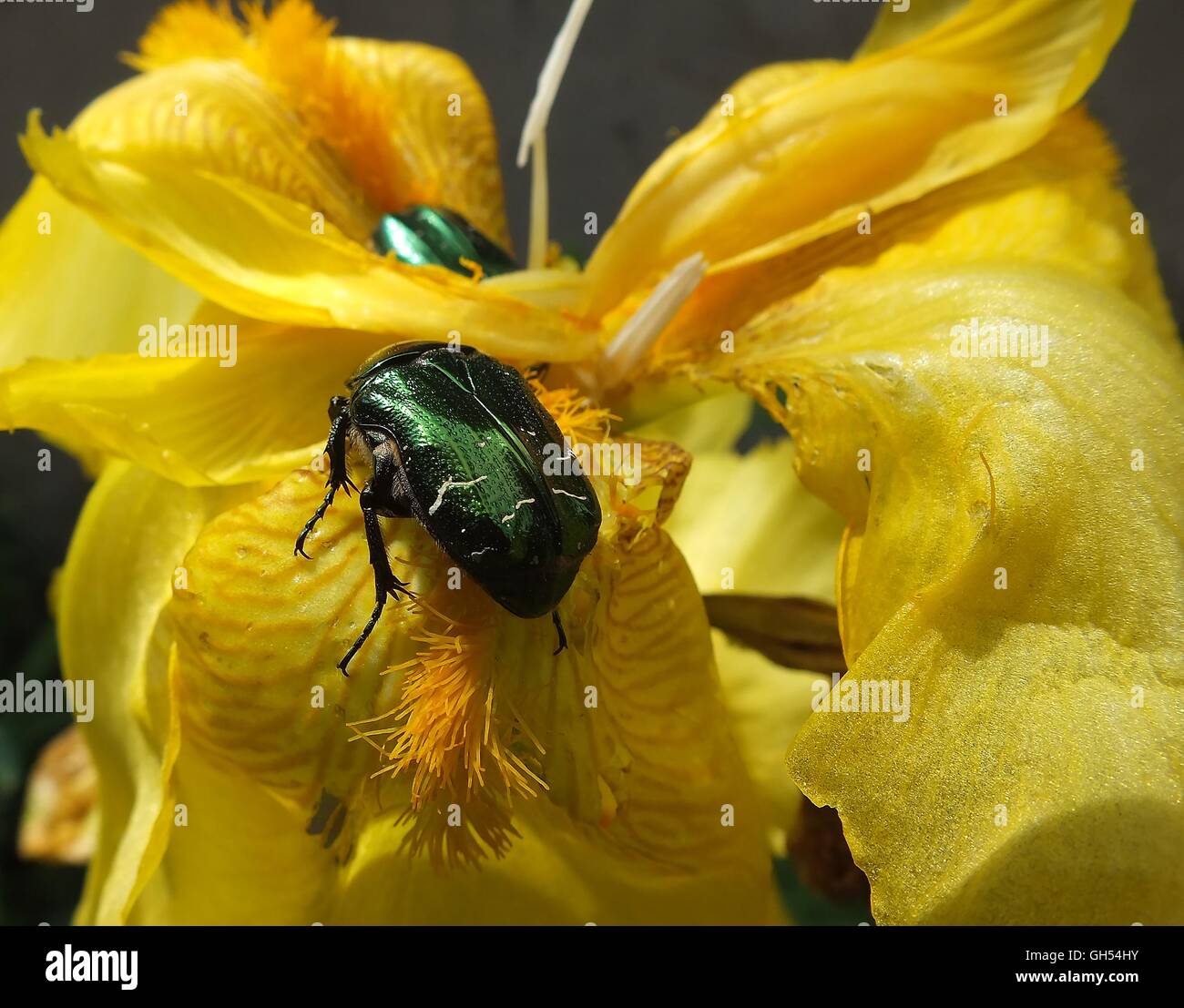 Green beetles hi-res stock photography and images - Alamy