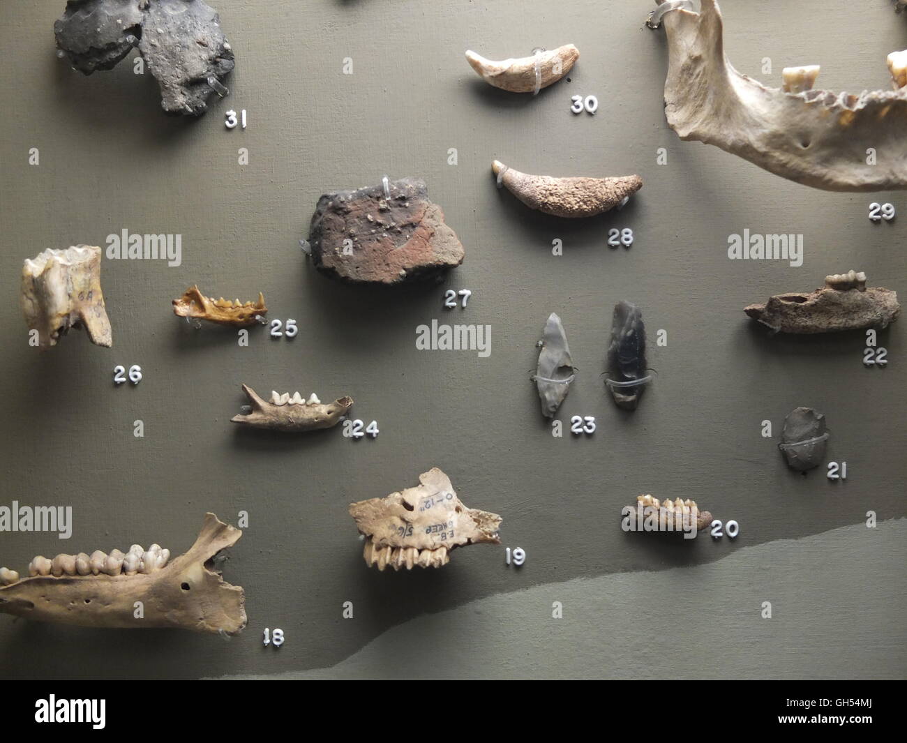 A numbered museum display of jawbones and teeth at Buxton Museum ...