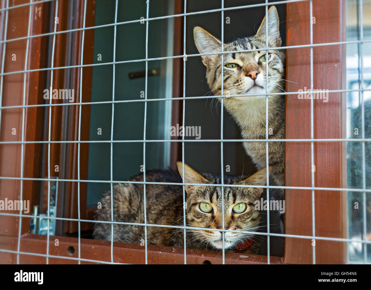 Cat prison cell hi-res stock photography and images - Alamy