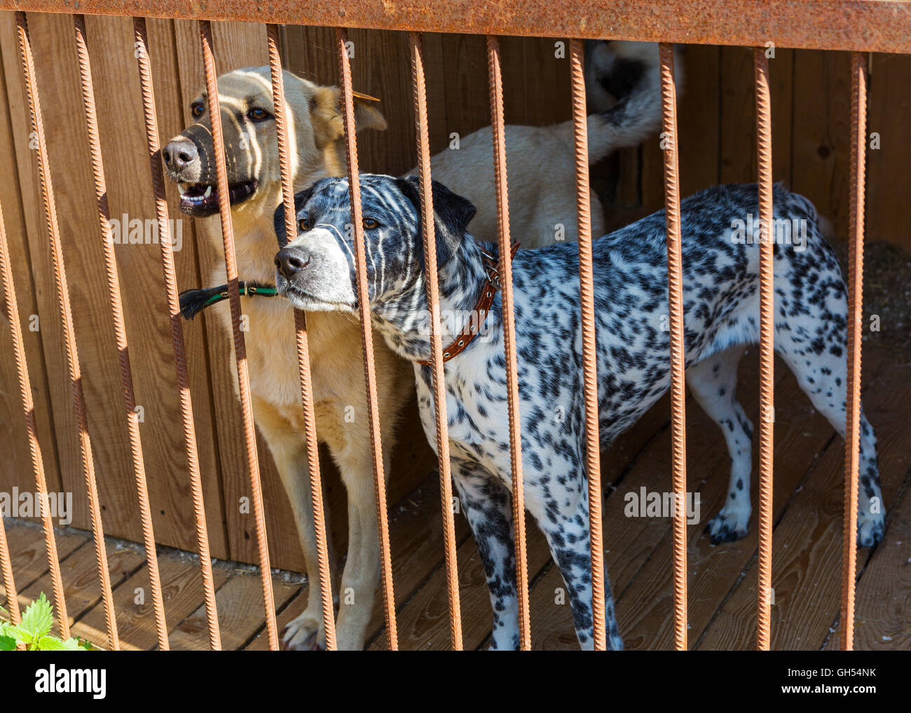 Big dogs bar hi-res stock photography and images - Alamy