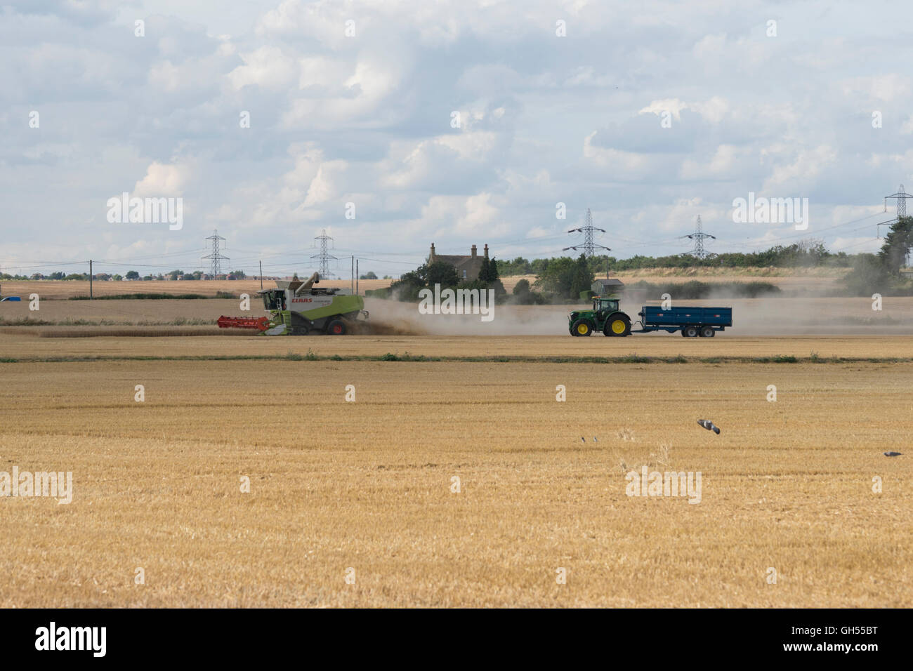 Off, loading, the, Harvester, wheat, load, onto the, awaiting, tractor ...