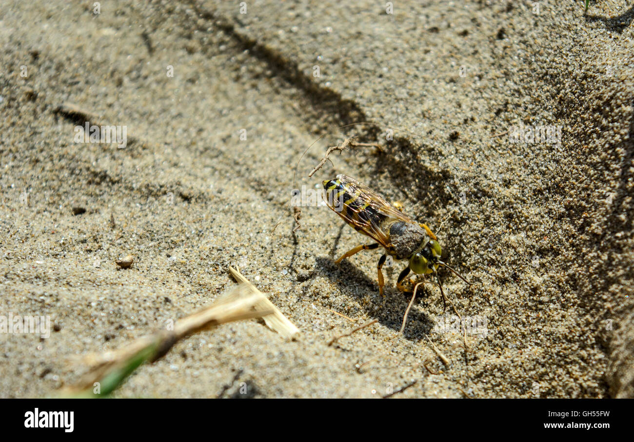 Insect Wasp digs in the sand on the beach Stock Photo - Alamy