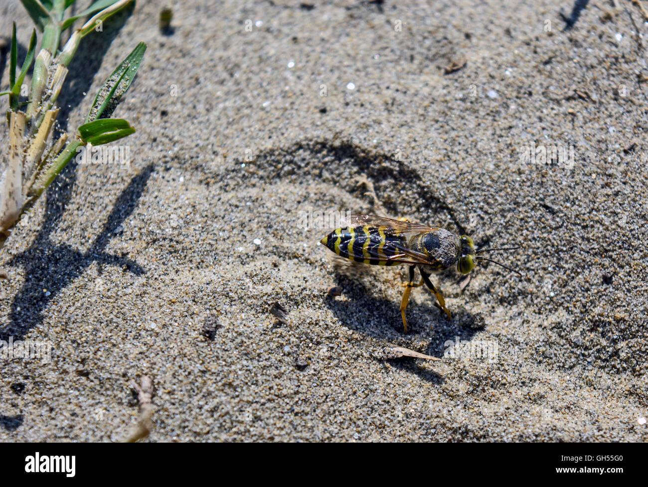 Wings of an insect hi-res stock photography and images - Alamy