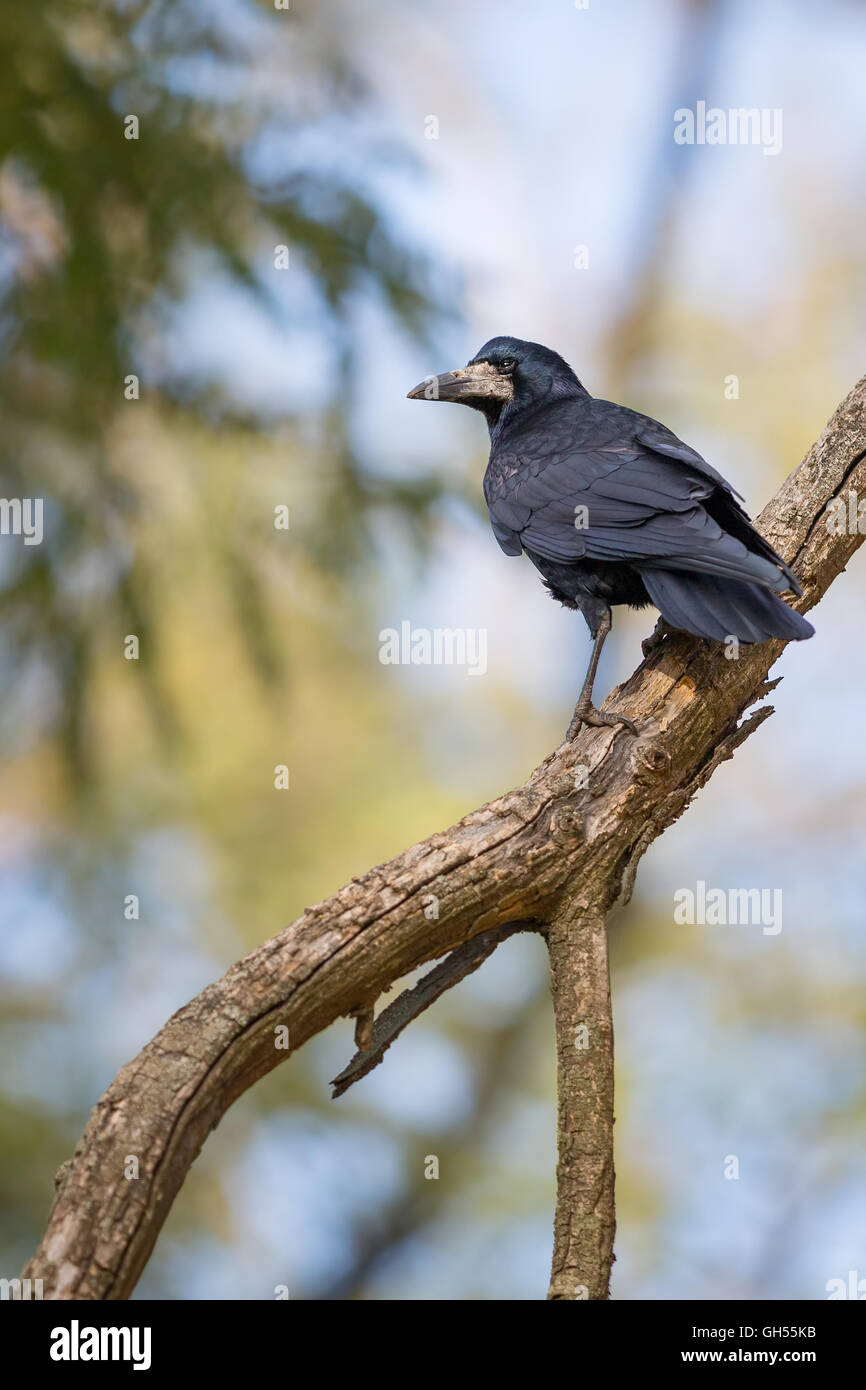 Lonely crow is sitting on a branch Stock Photo - Alamy