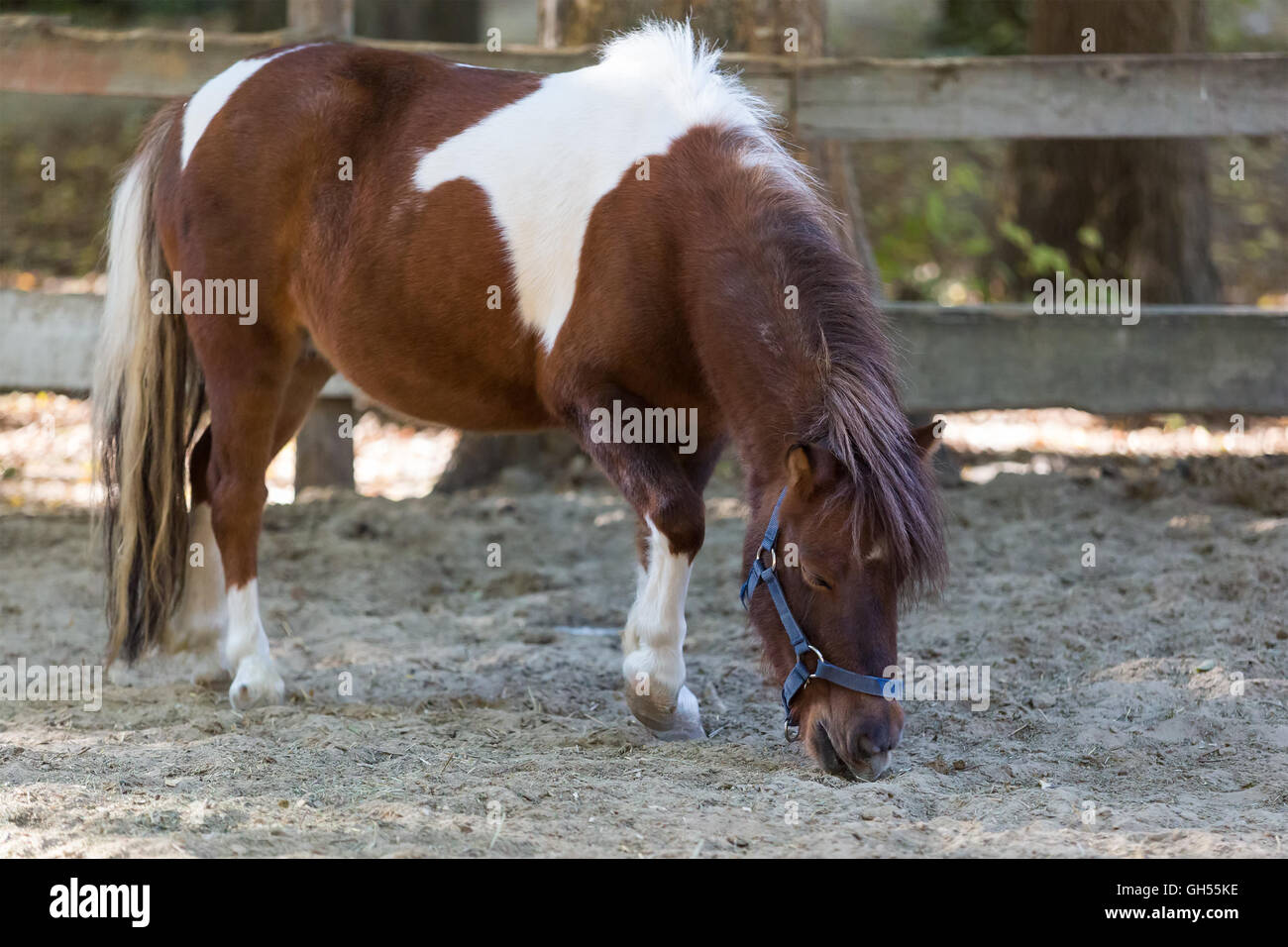 Brown Horse In Small Corral High Resolution Stock Photography and ...