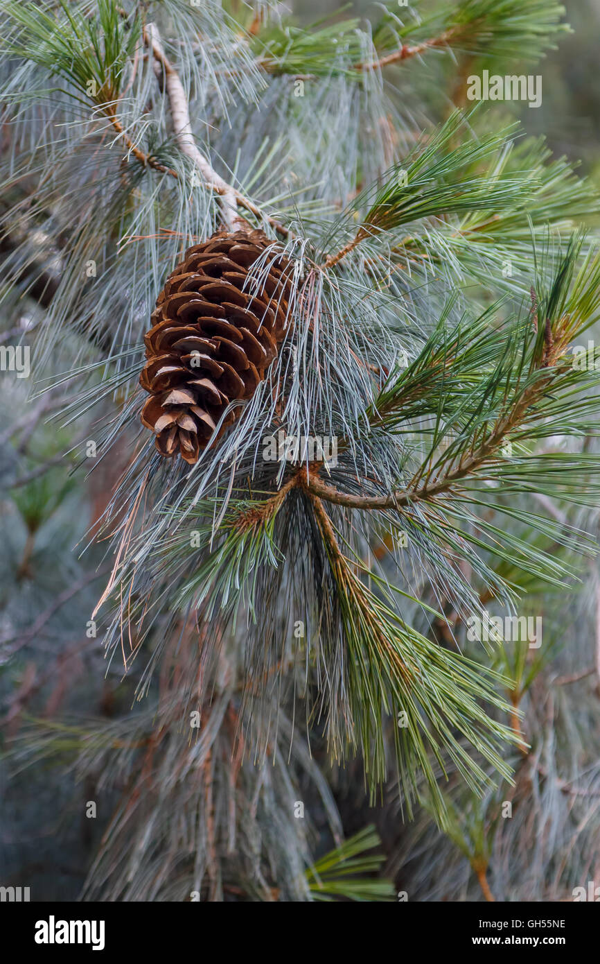 Cone hung on the branch of a pine Stock Photo - Alamy