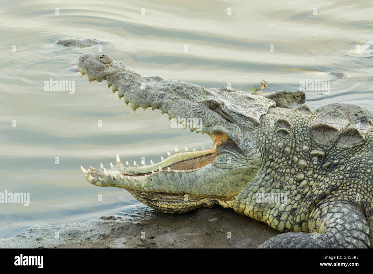 American Crocodile Crocodylus acutus San Blas, Nayarit, Mexico 7 June ...