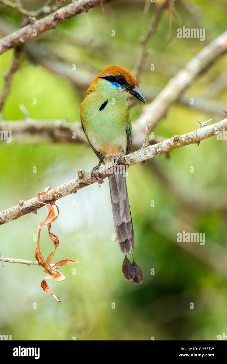Russet-crowned Motmot Momotus mexicanus El Tuito, Jalisco, Mexico 12 ...