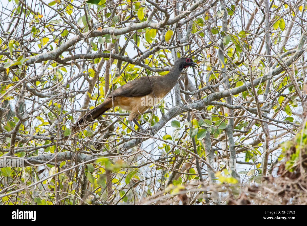 West Mexican Chachalaca Ortalis poliocephala Pizota, Jalisco, Mexico 11 ...