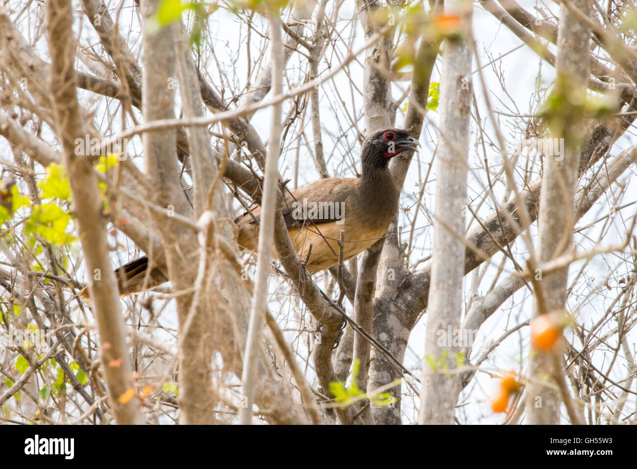 West mexican chachalaca hi-res stock photography and images - Alamy