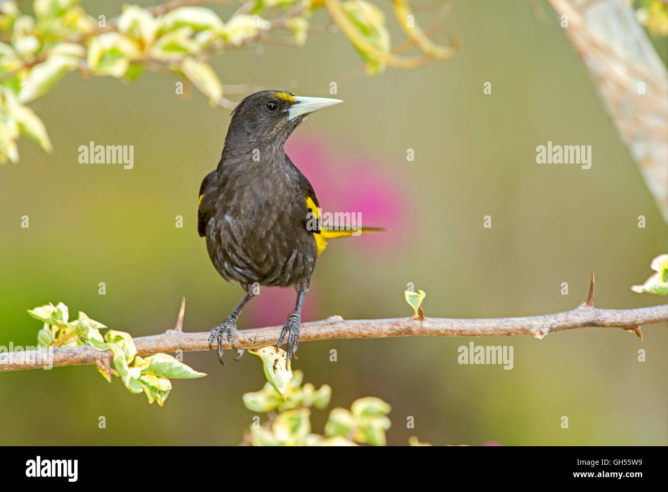 Yellow-winged Cacique Cacicus melanicterus El Tuito, Jalisco, Mexico 12 ...