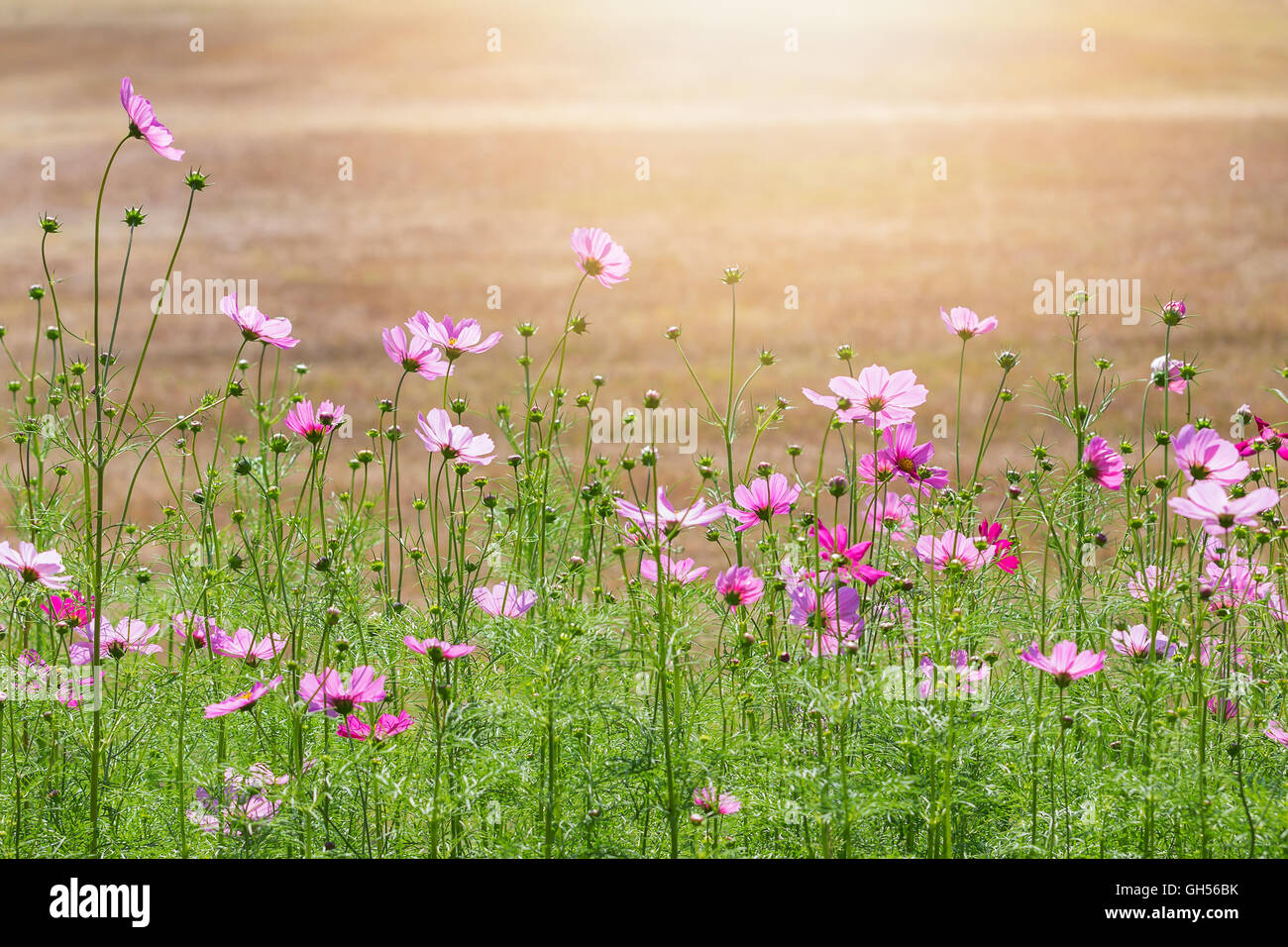 Beautiful Cosmos flowers in summer season Stock Photo - Alamy