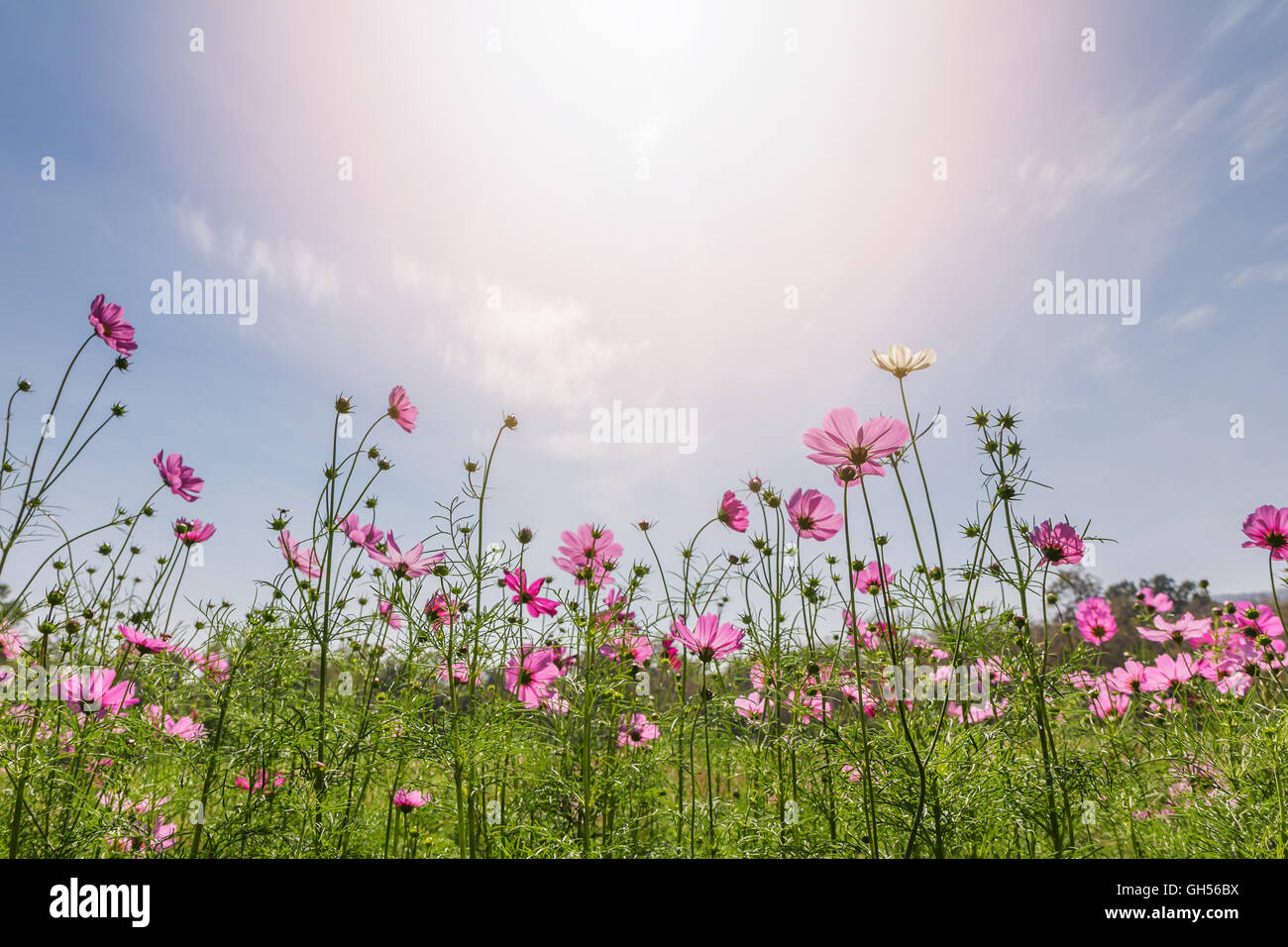 Beautiful Cosmos flowers in summer season Stock Photo - Alamy