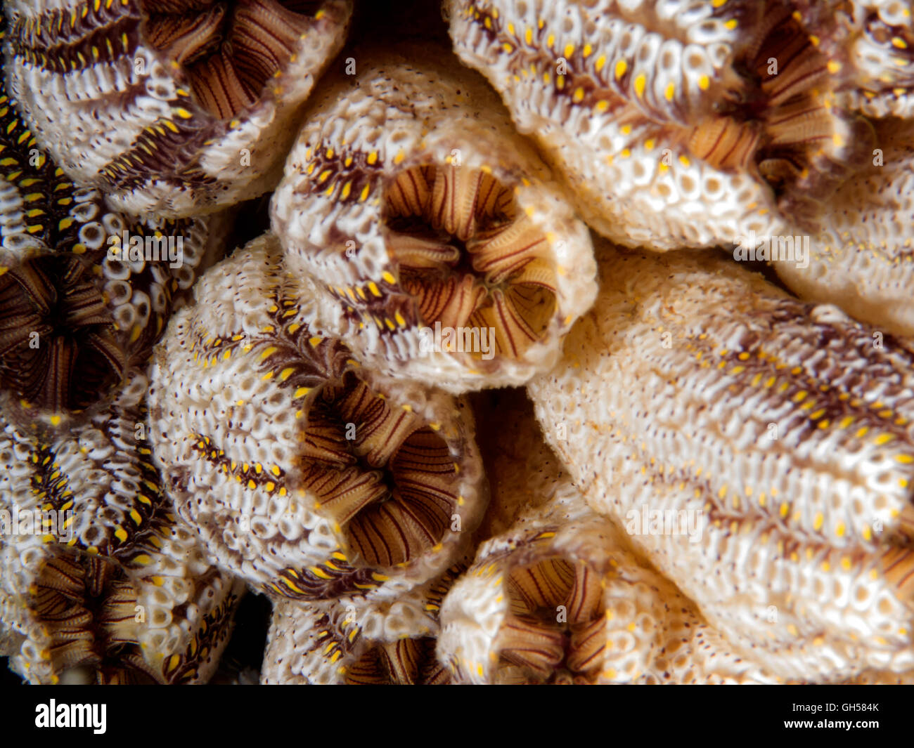 Ascidians High Resolution Stock Photography and Images - Alamy