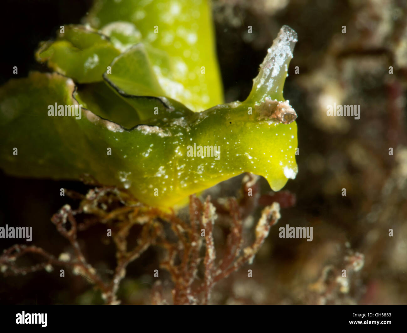 Green Sea Slug Australia