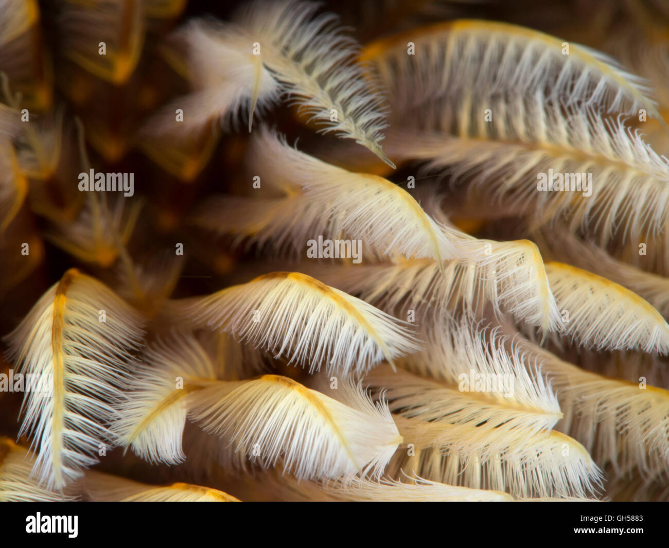 Blairgowrie Pier High Resolution Stock Photography and Images - Alamy