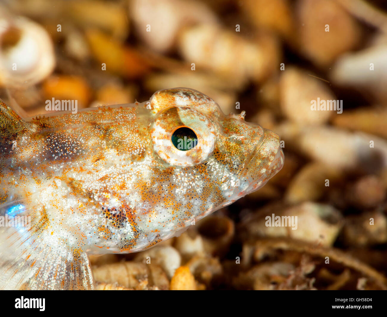 Super Macro Goby fish Blairgowrie Pier Victoria Australia Stock Photo ...