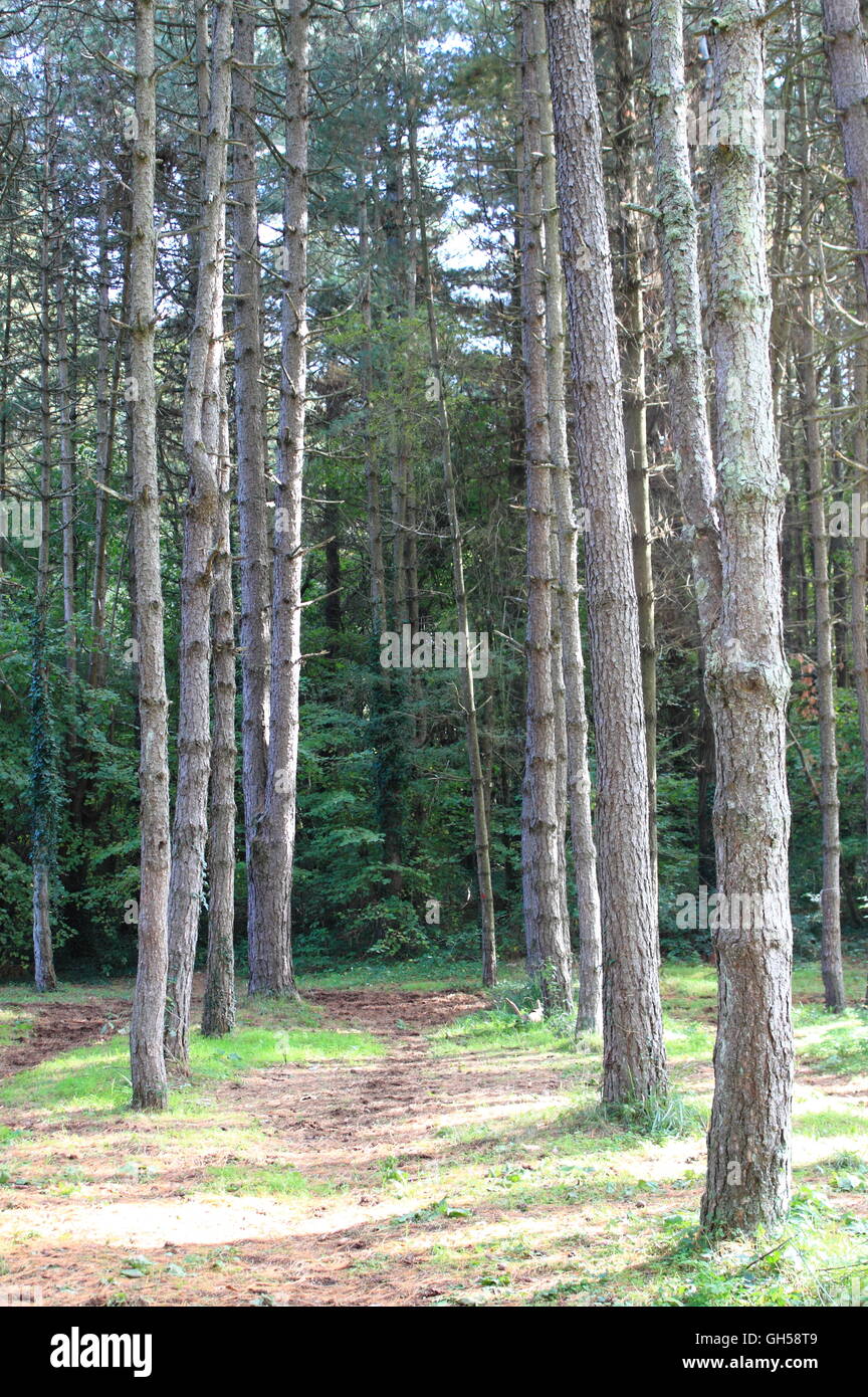 Path in a pine tree forest Stock Photo - Alamy