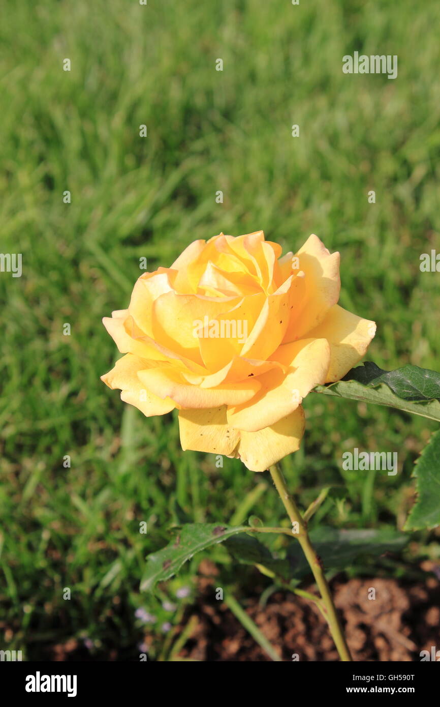 Open yellow rose hi-res stock photography and images - Alamy