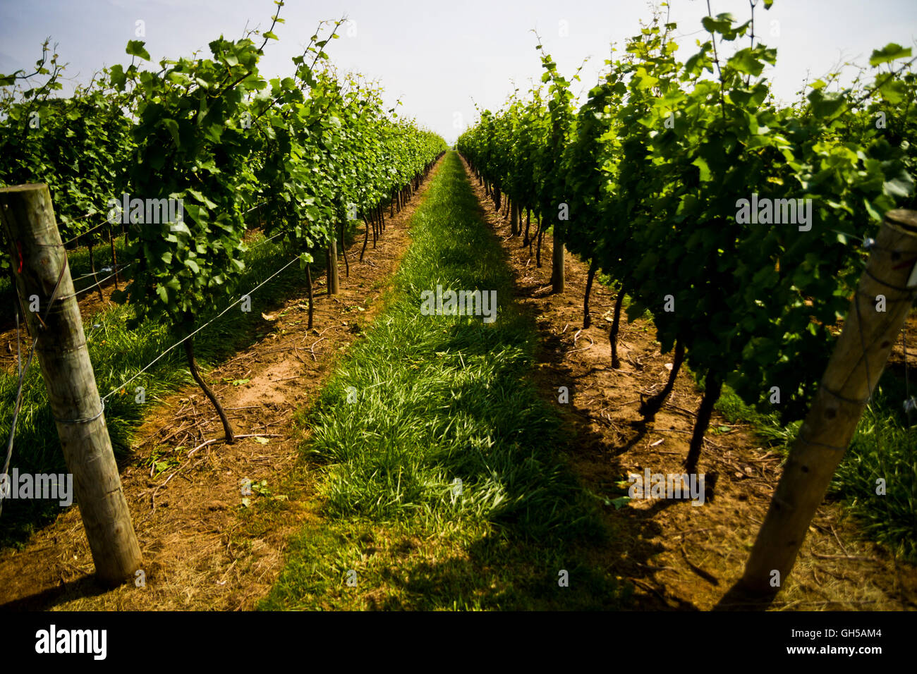 Niagara wine region hi-res stock photography and images - Alamy