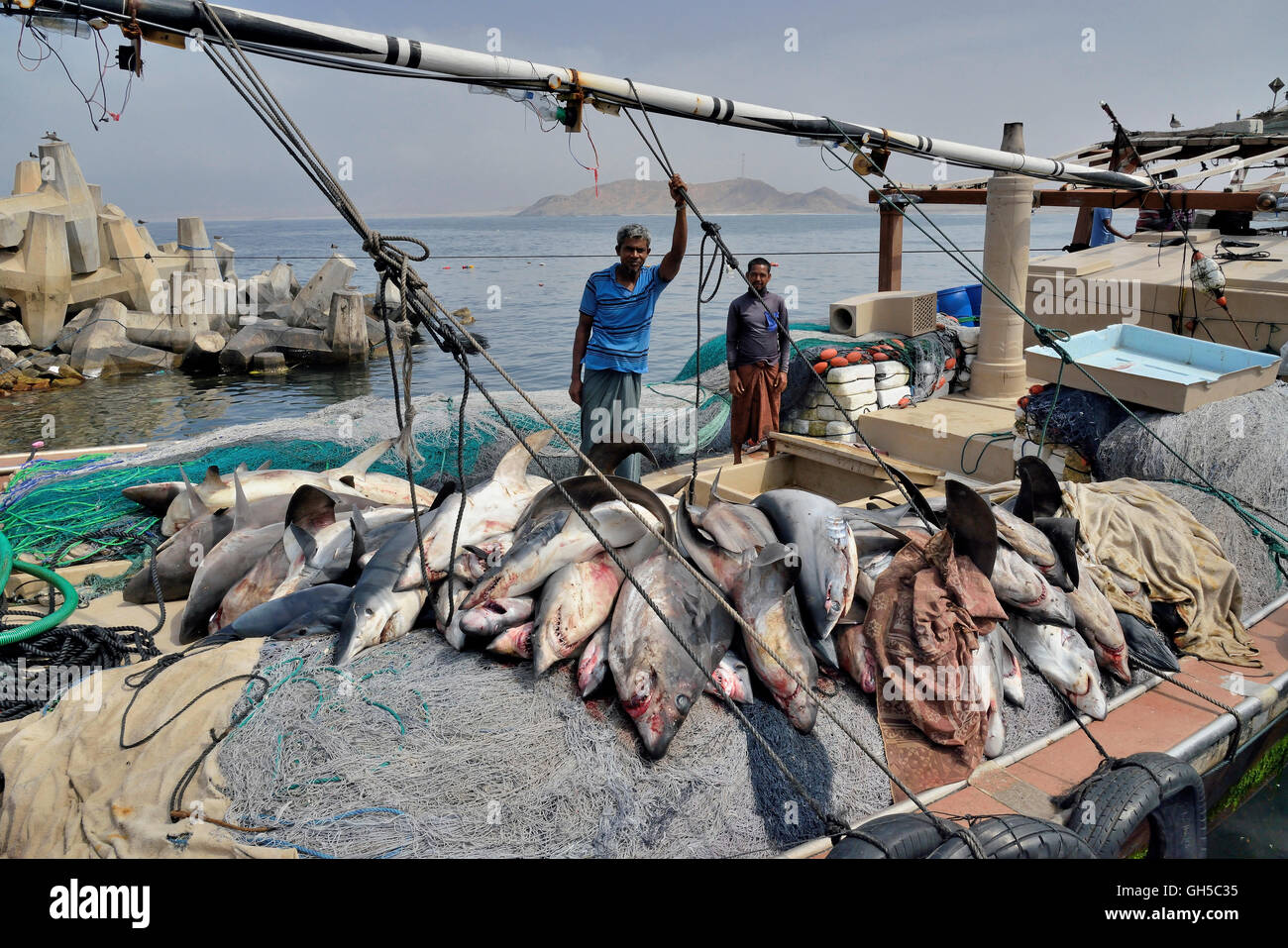 geography / travel, Oman, fisherman with different species of sharks in ...