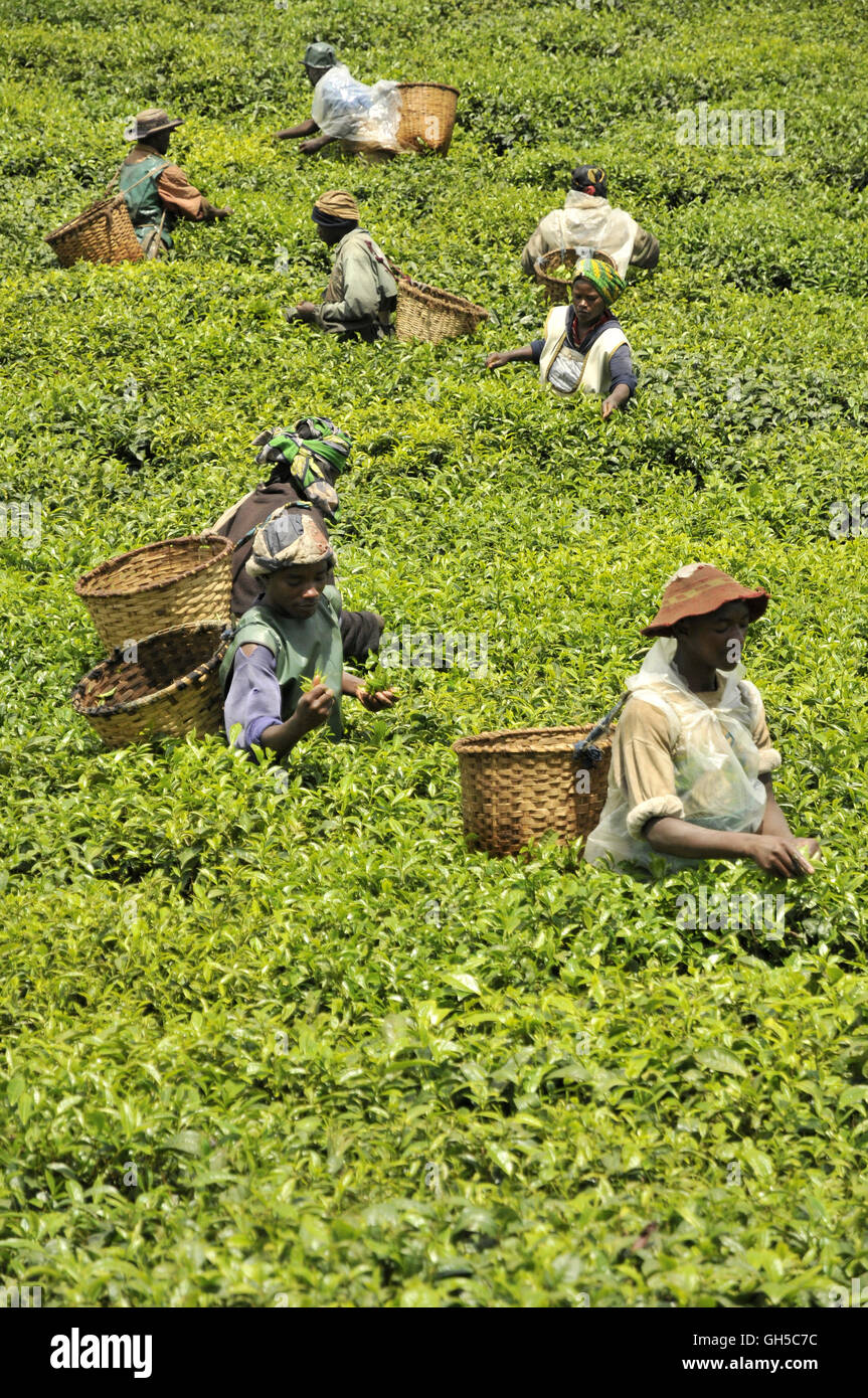 geography / travel, Rwanda, tea harvest on the area of the Nyungwe ...