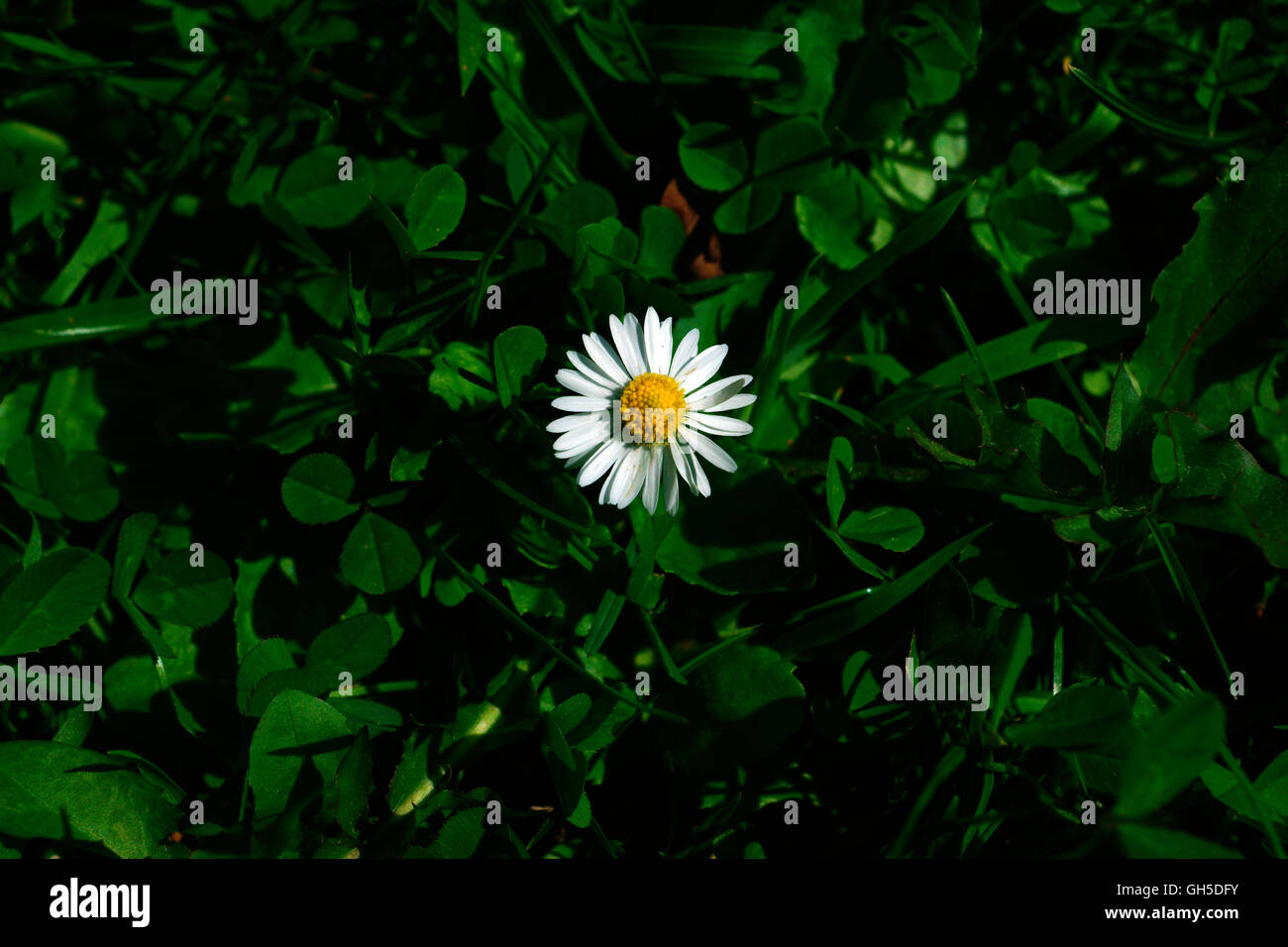 DAISY IN THE WEED Stock Photo - Alamy