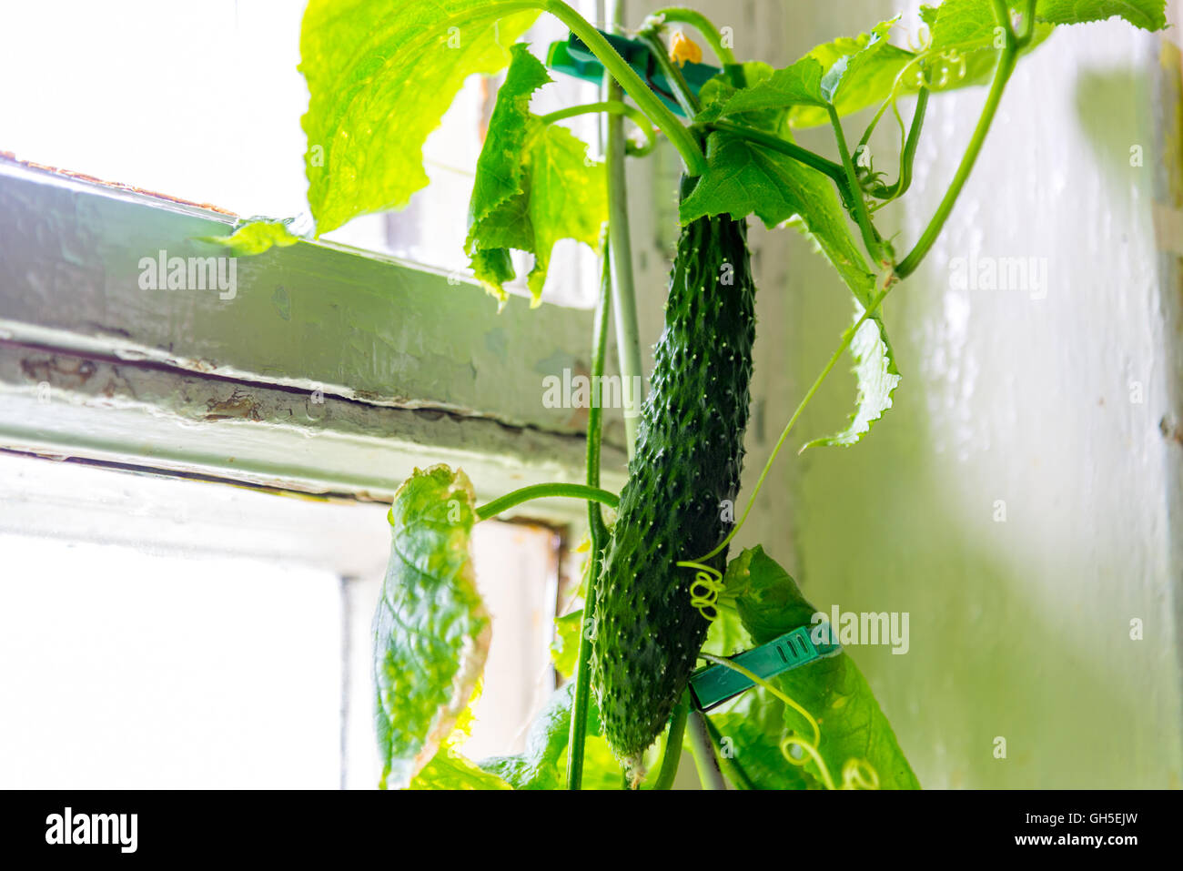 Growing big cucumbers at home on window sill Stock Photo - Alamy