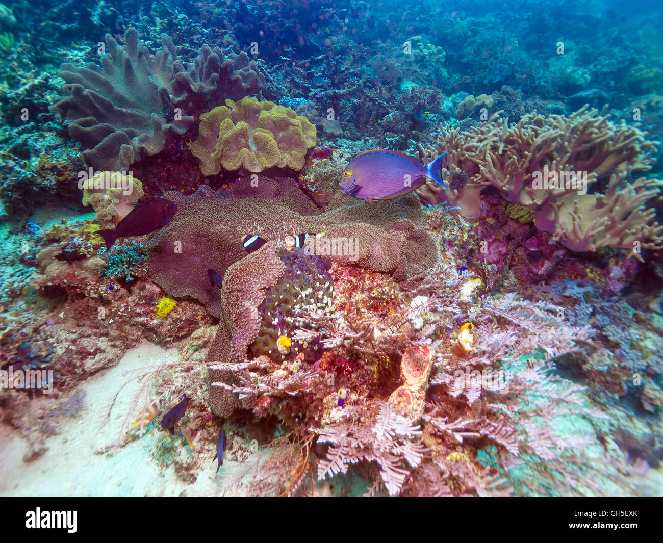 Fishes and Sea Bottom of Ecosystem of Tropical Coral Reef Stock Photo ...
