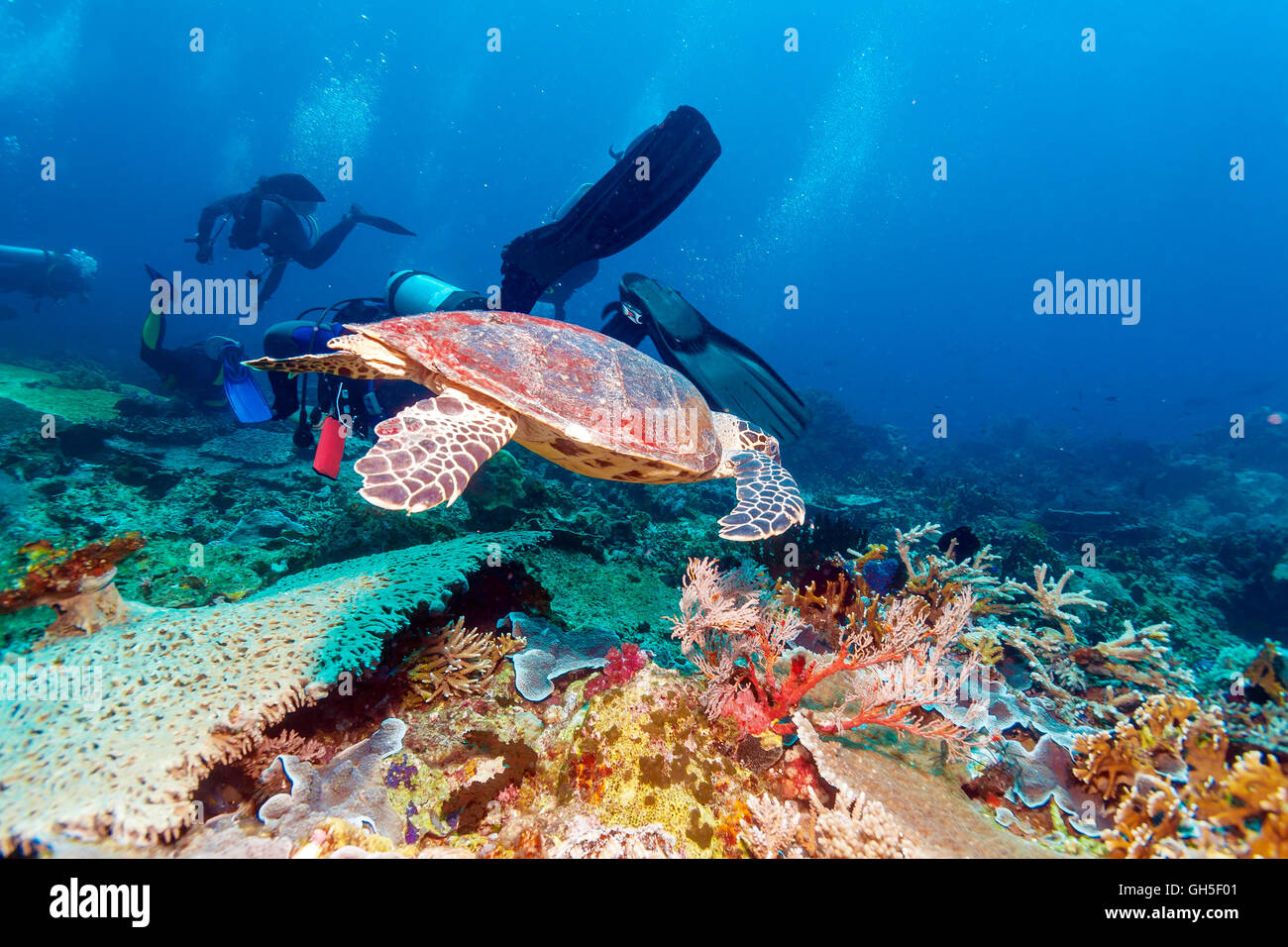 Turtle indonesia colorful coral hi-res stock photography and images - Alamy
