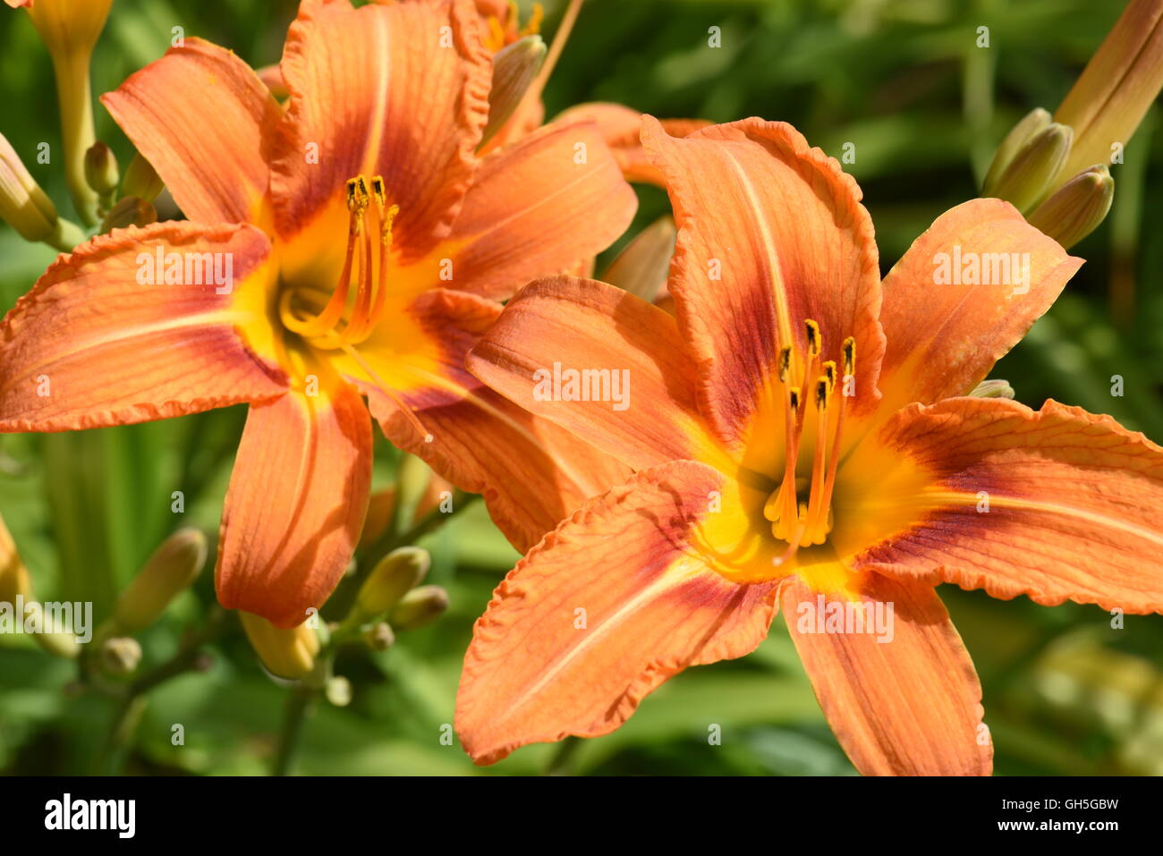 Lily blooming plant field blooming hi-res stock photography and images ...